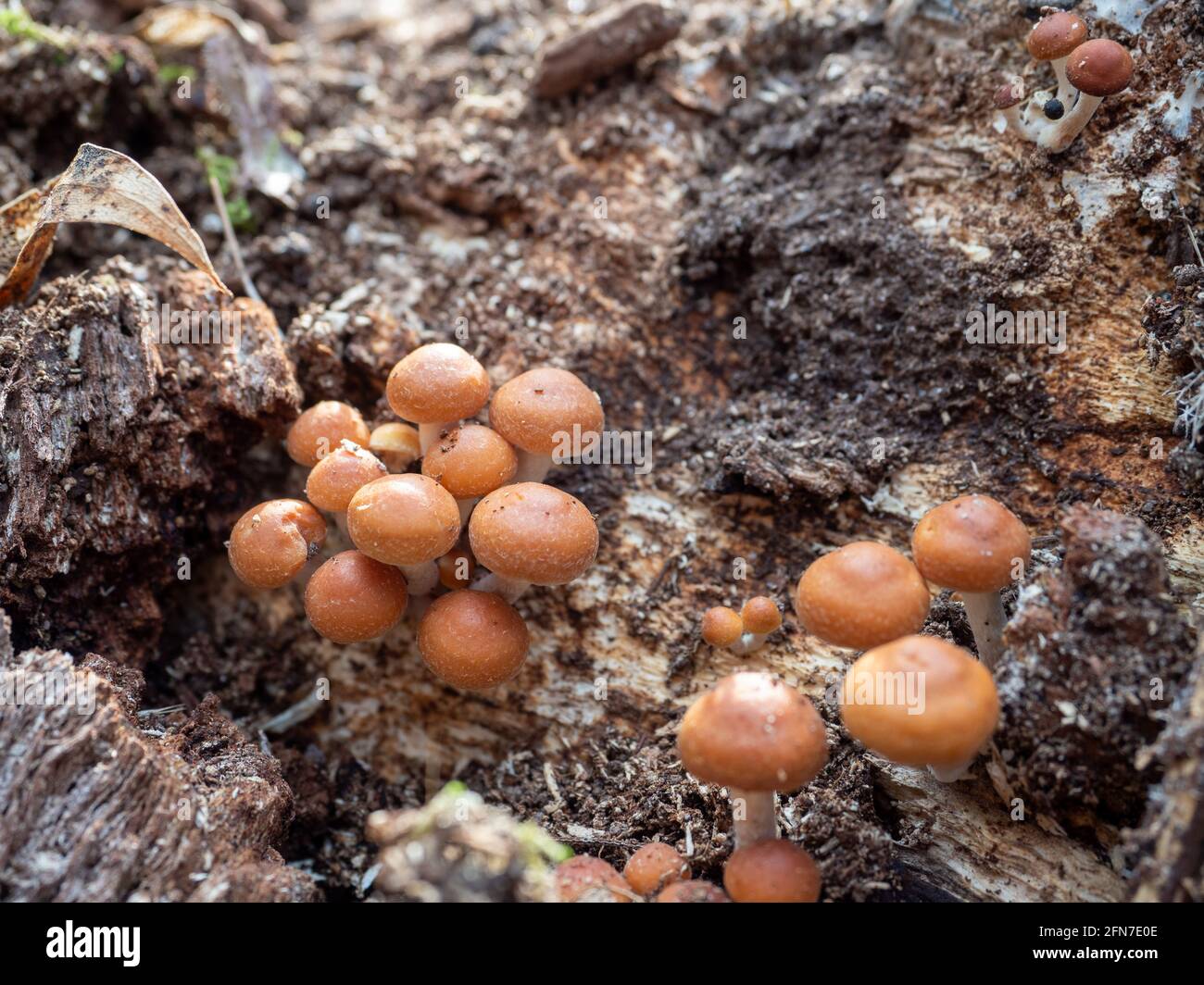 Small brown fungi, Pholiota species, Mornington Peninsula, Australia ...