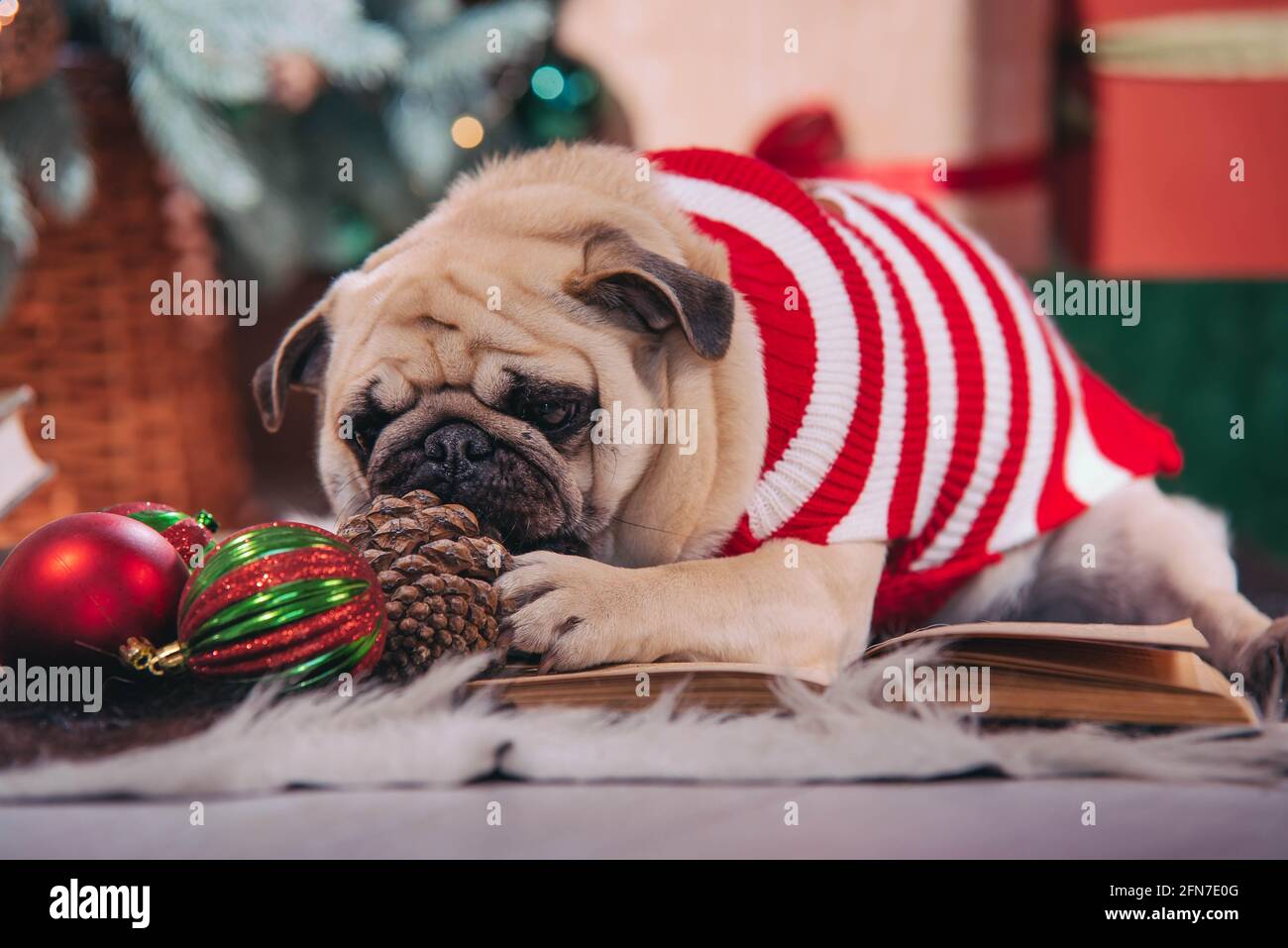 Dog in santa costume is sitting under christmas tree with gifts and ...