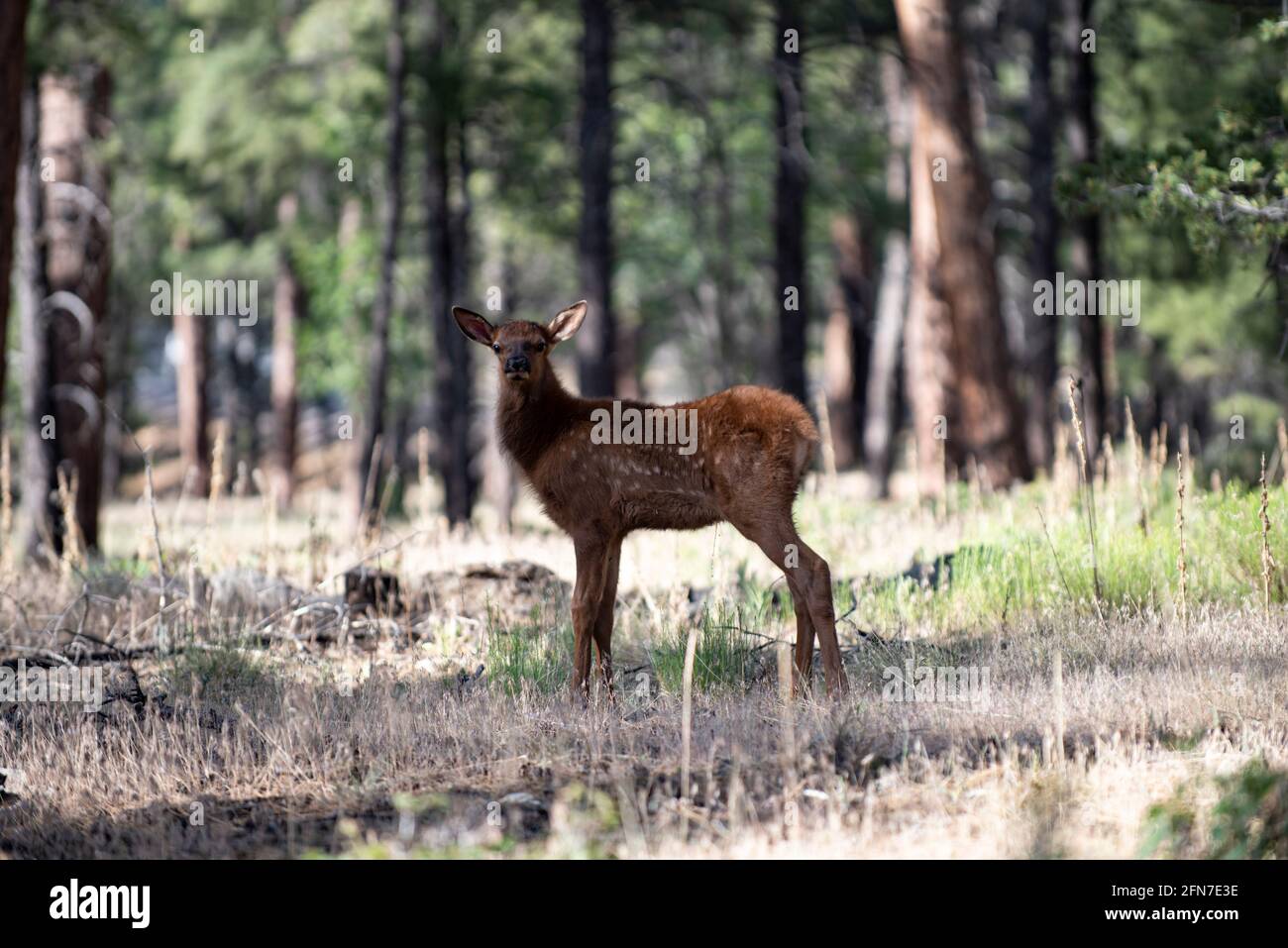 Bambi. Nature animals concept. White-tailed Deer Fawn. Roe, capreolus ...