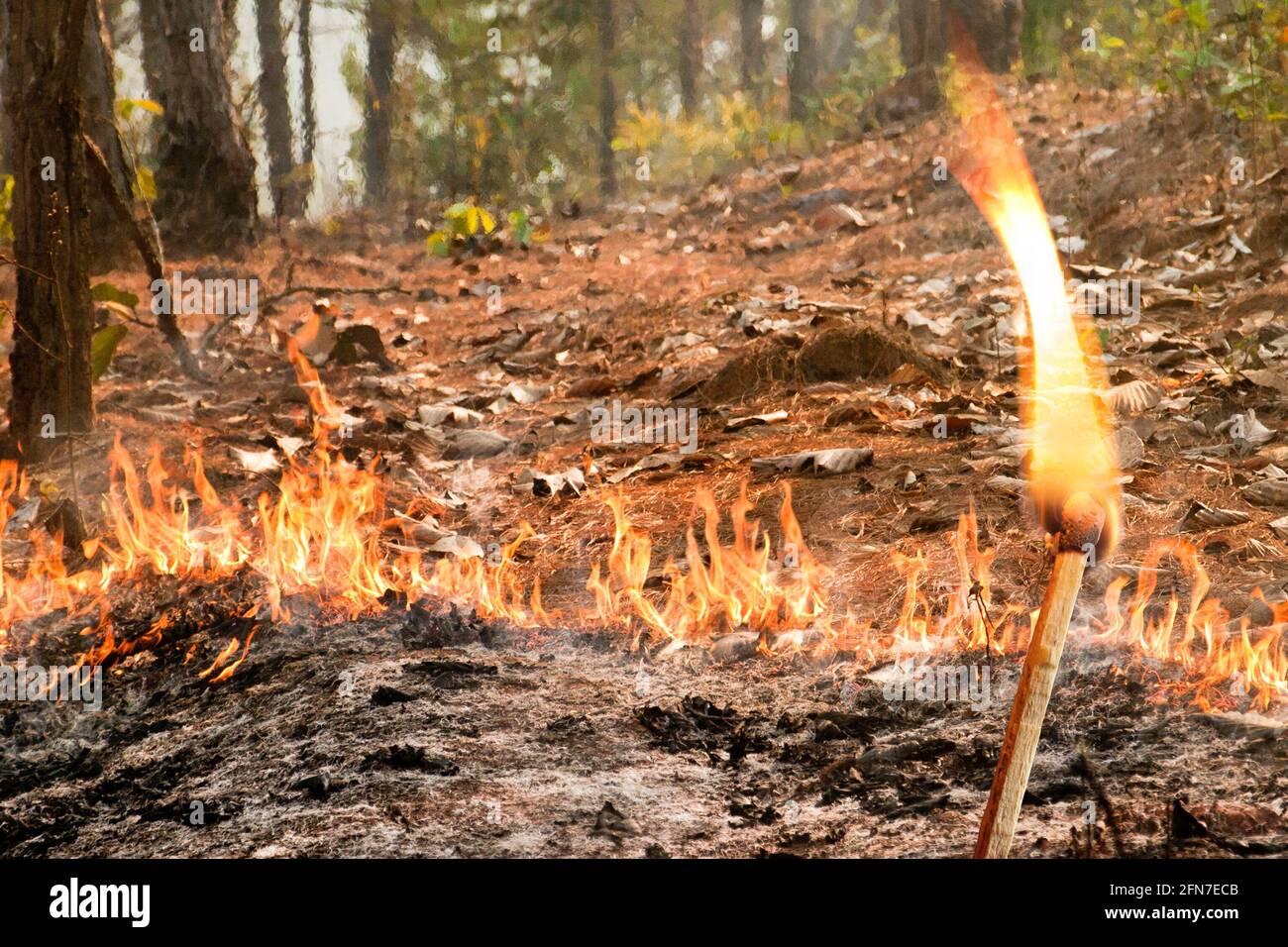 Forest and matches stick hi-res stock photography and images - Alamy