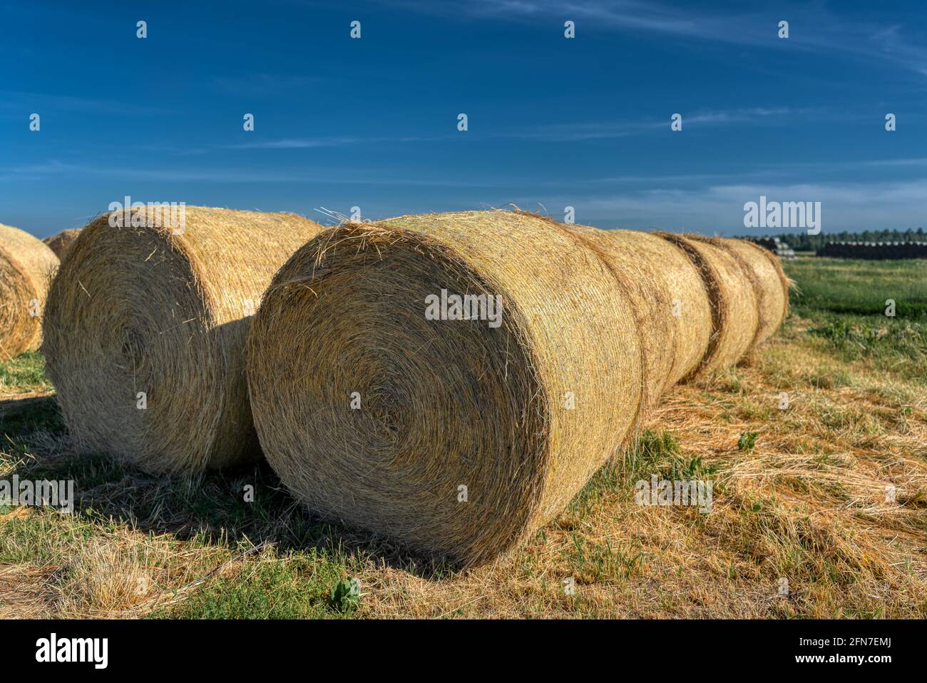 Straw bales are. Sunny summer day. Harvesting feed for cows Stock Photo ...