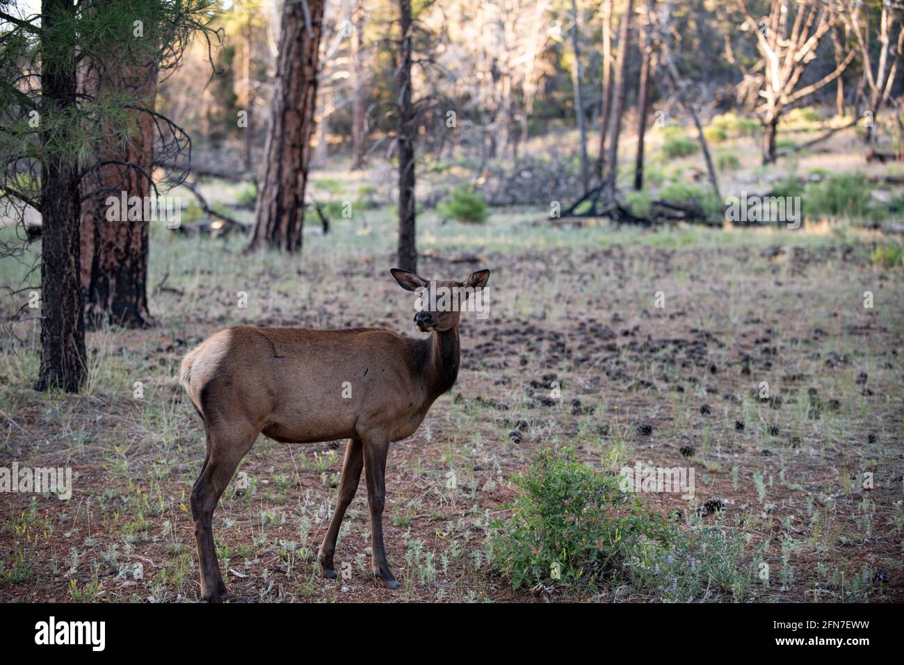 Deer Fawn, Bambi, capreolus. White-tailed young roe. Beautiful wildlife ...