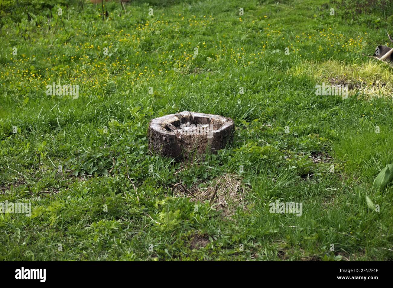 a stump from an old apple tree in the garden, in the spring Stock Photo ...