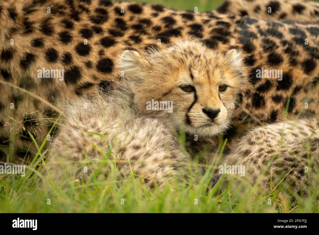 Close-up of cheetah cub lying beside mother Stock Photo - Alamy