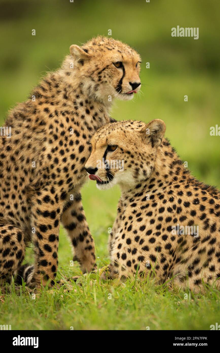 Close-up of cheetah cub sitting beside mother Stock Photo - Alamy
