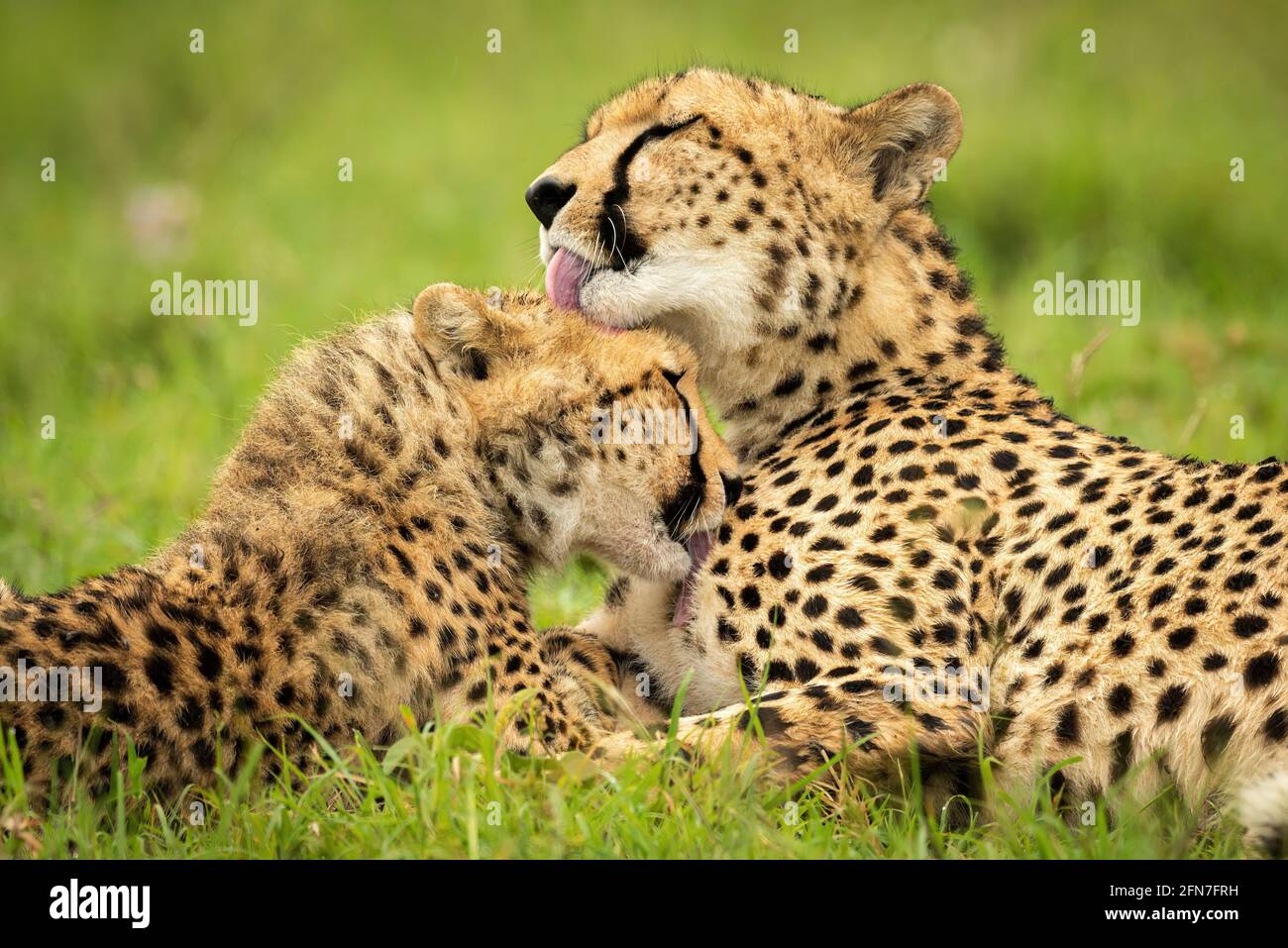 Close-up of cheetah lying down grooming cub Stock Photo - Alamy
