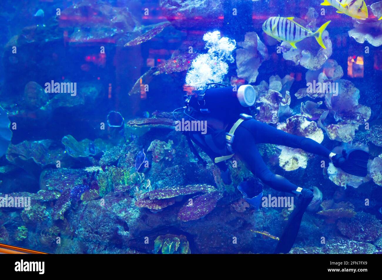 Diver feeding fishes in aquarium, view from glass Stock Photo - Alamy