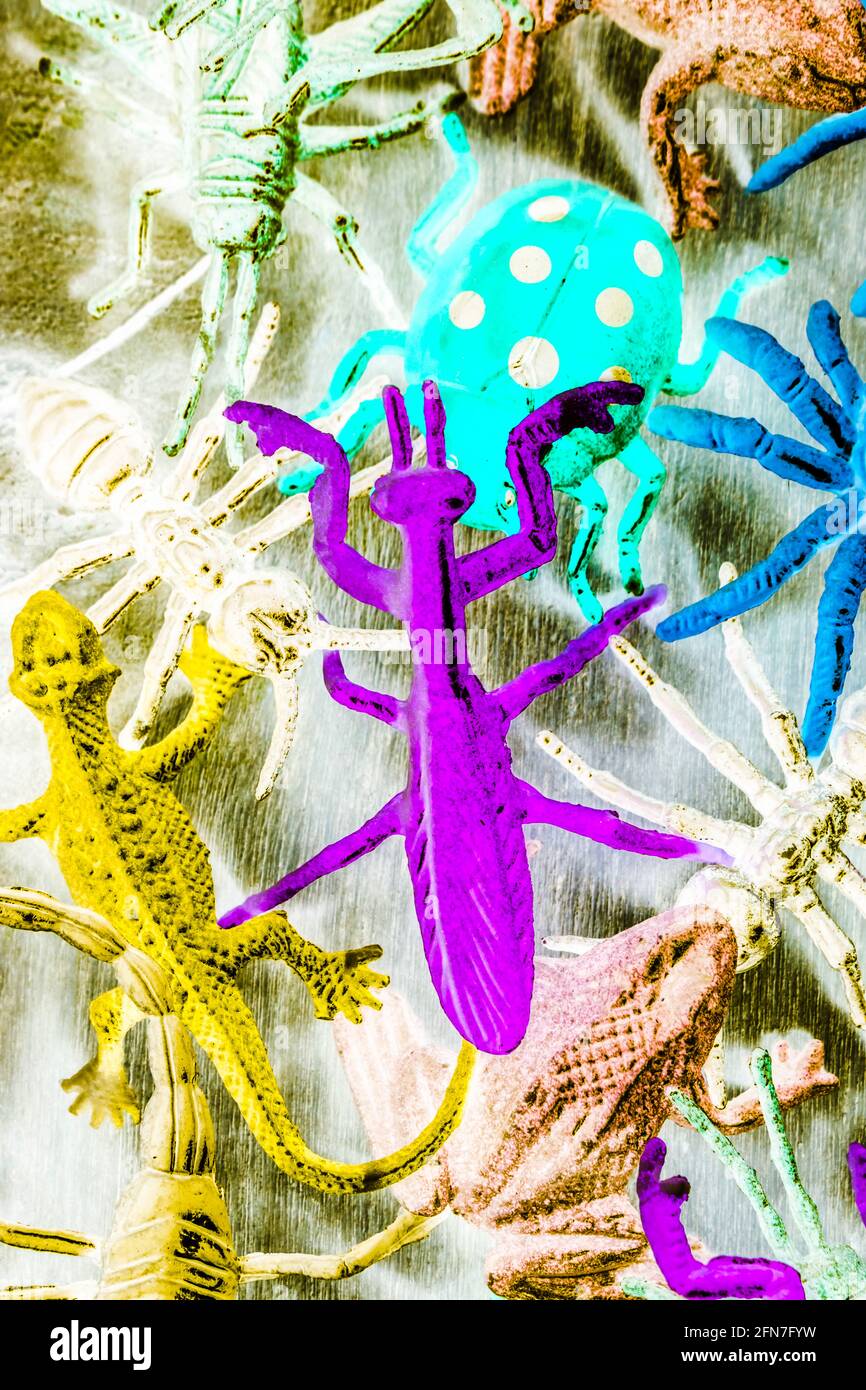 Rainforest Scene Insects High Resolution Stock Photography and Images ...