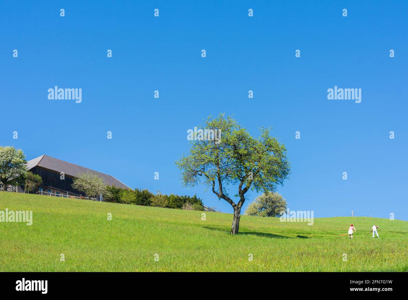 Pear trees farmhouse in spring hi-res stock photography and images - Alamy