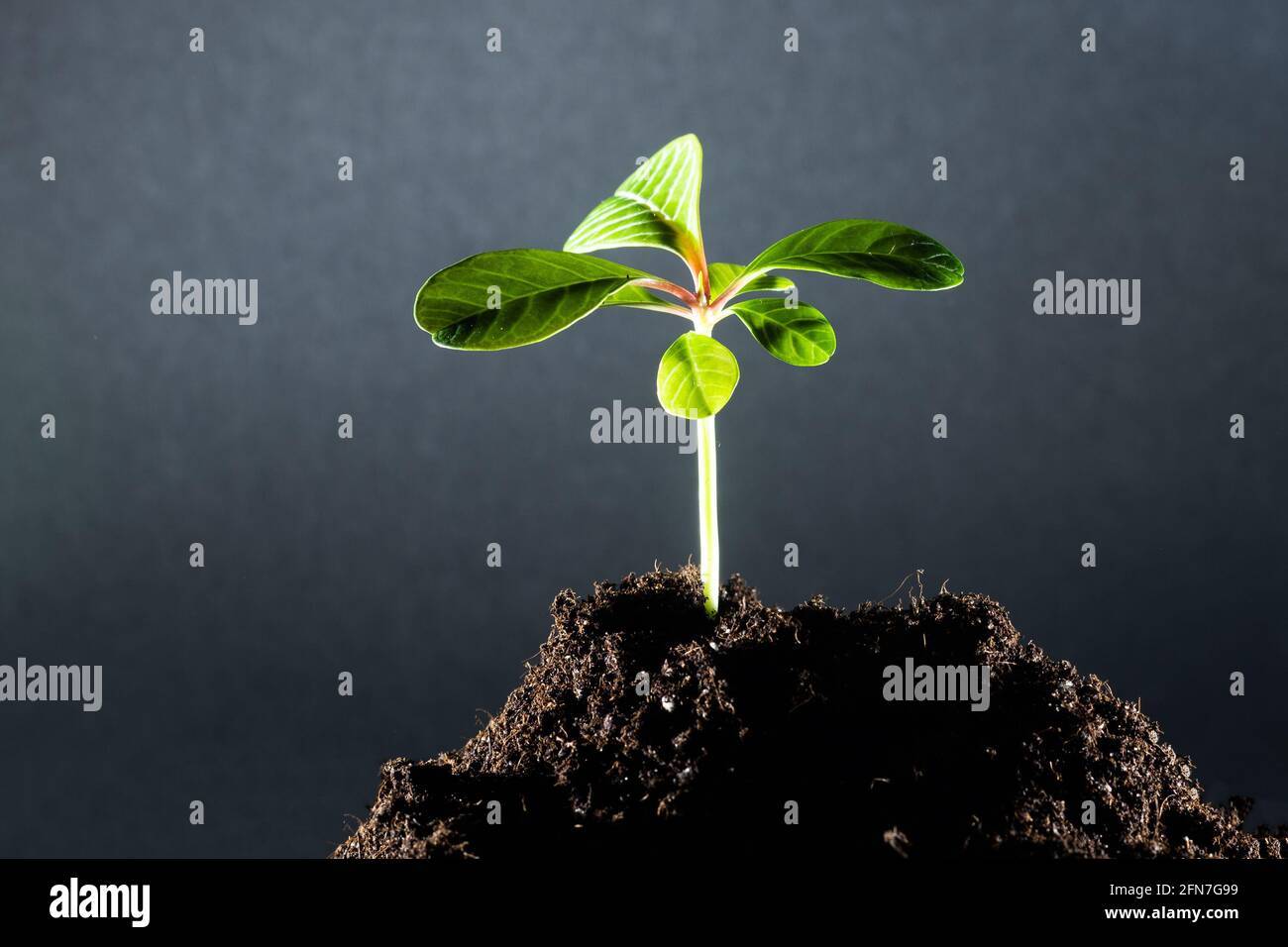 Green sprout growing from ground. Dewy young leaves sprouting plants ...