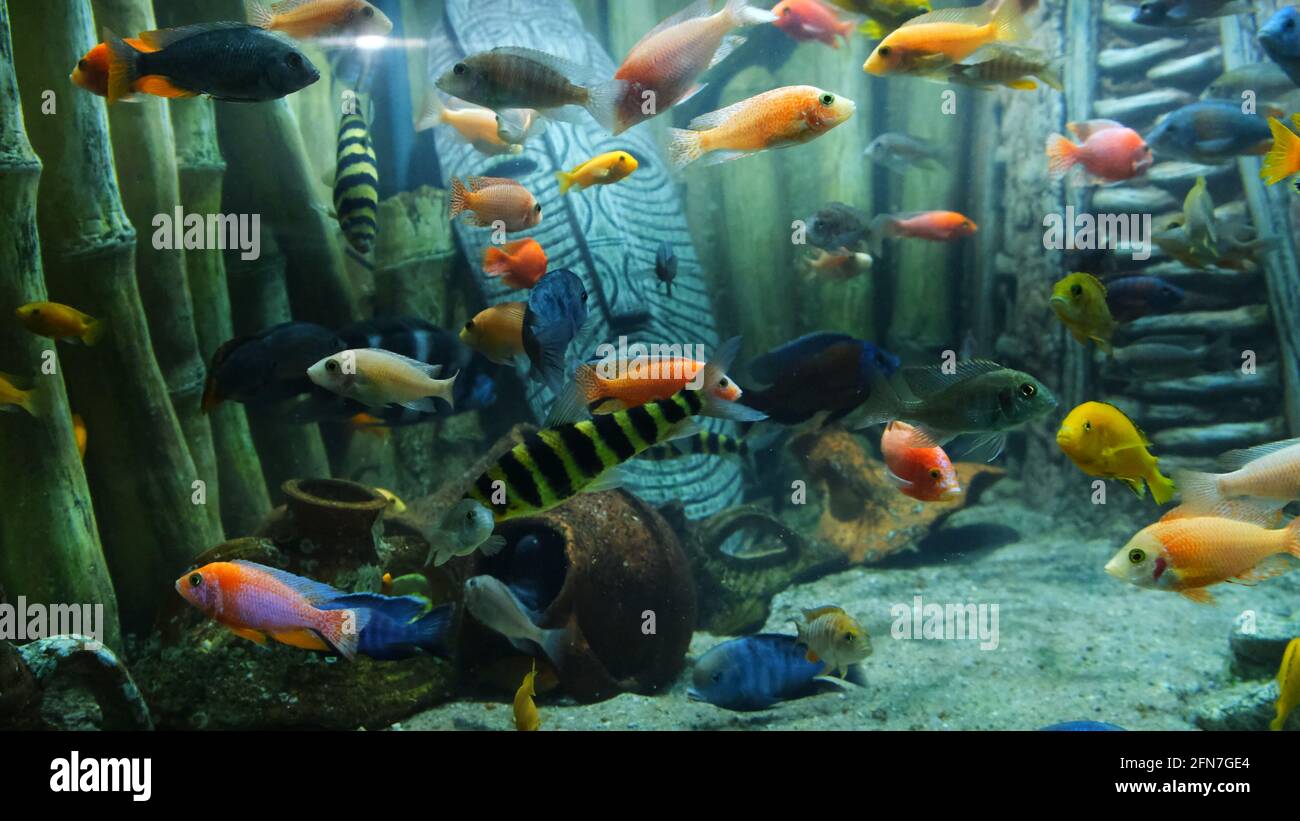 Tropical colorful fish on a coral reef Stock Photo - Alamy