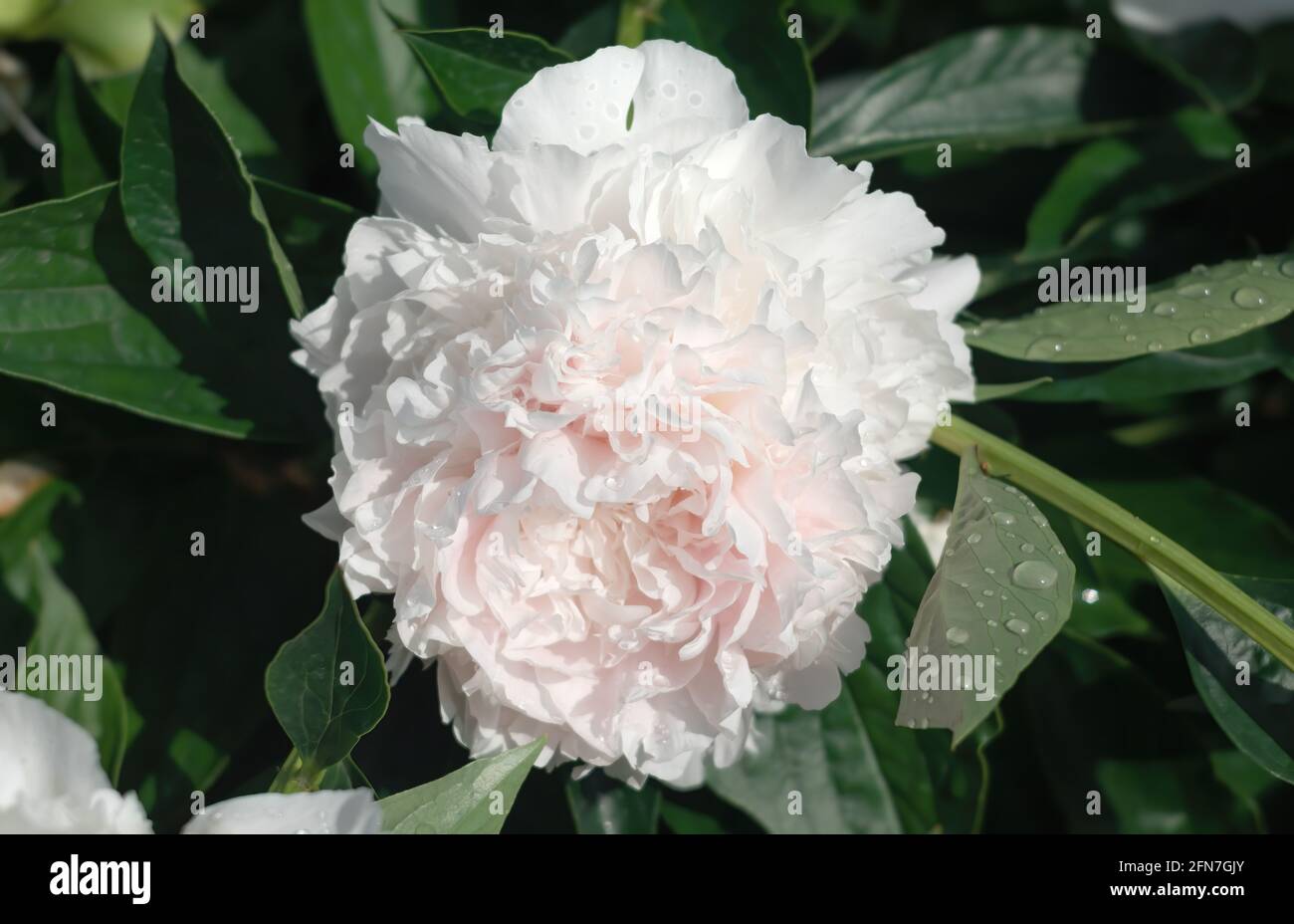 Soft focus image of blooming pink and white peonies in sun light ...