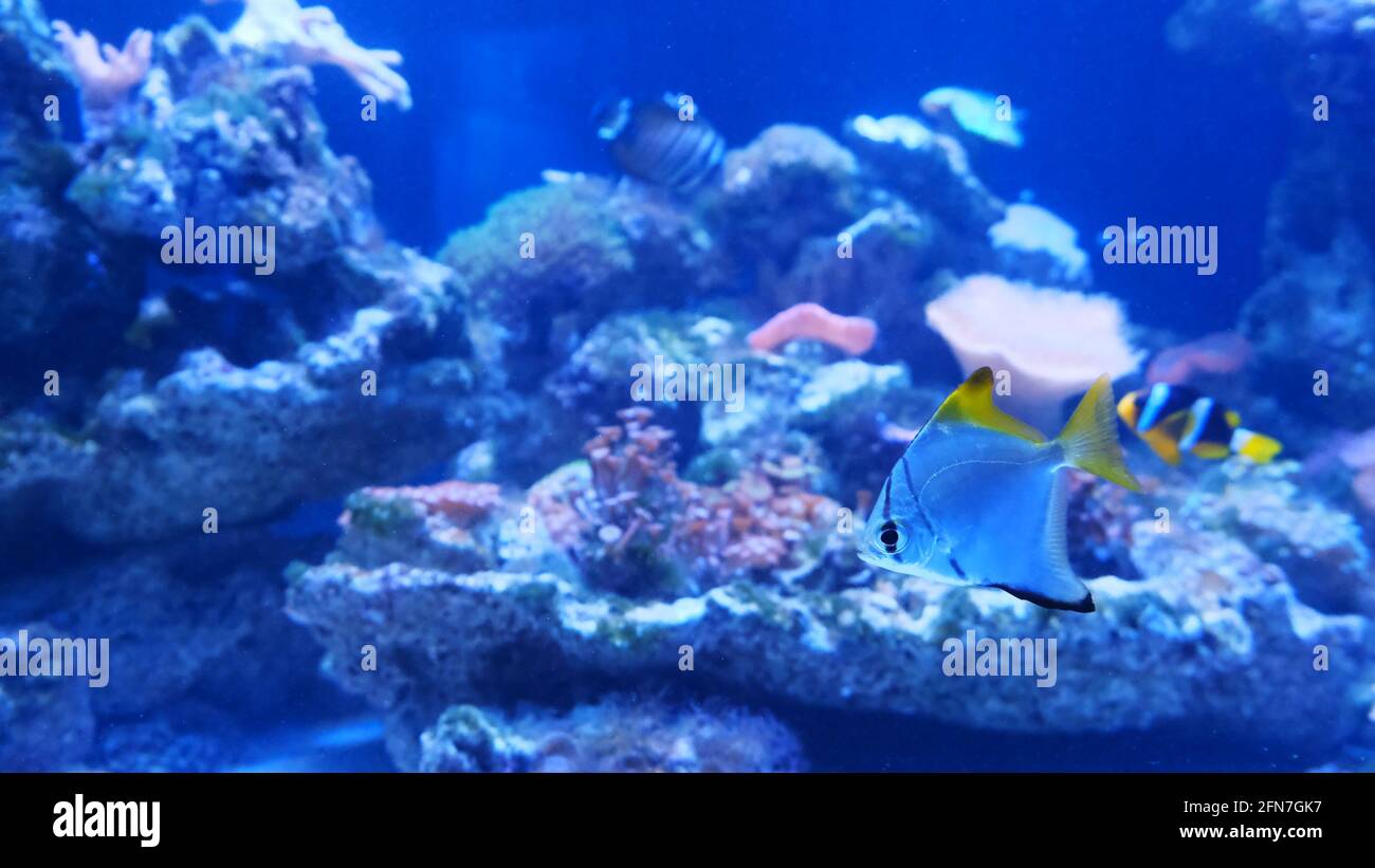 Coral reef with many coloured fish hi-res stock photography and images ...