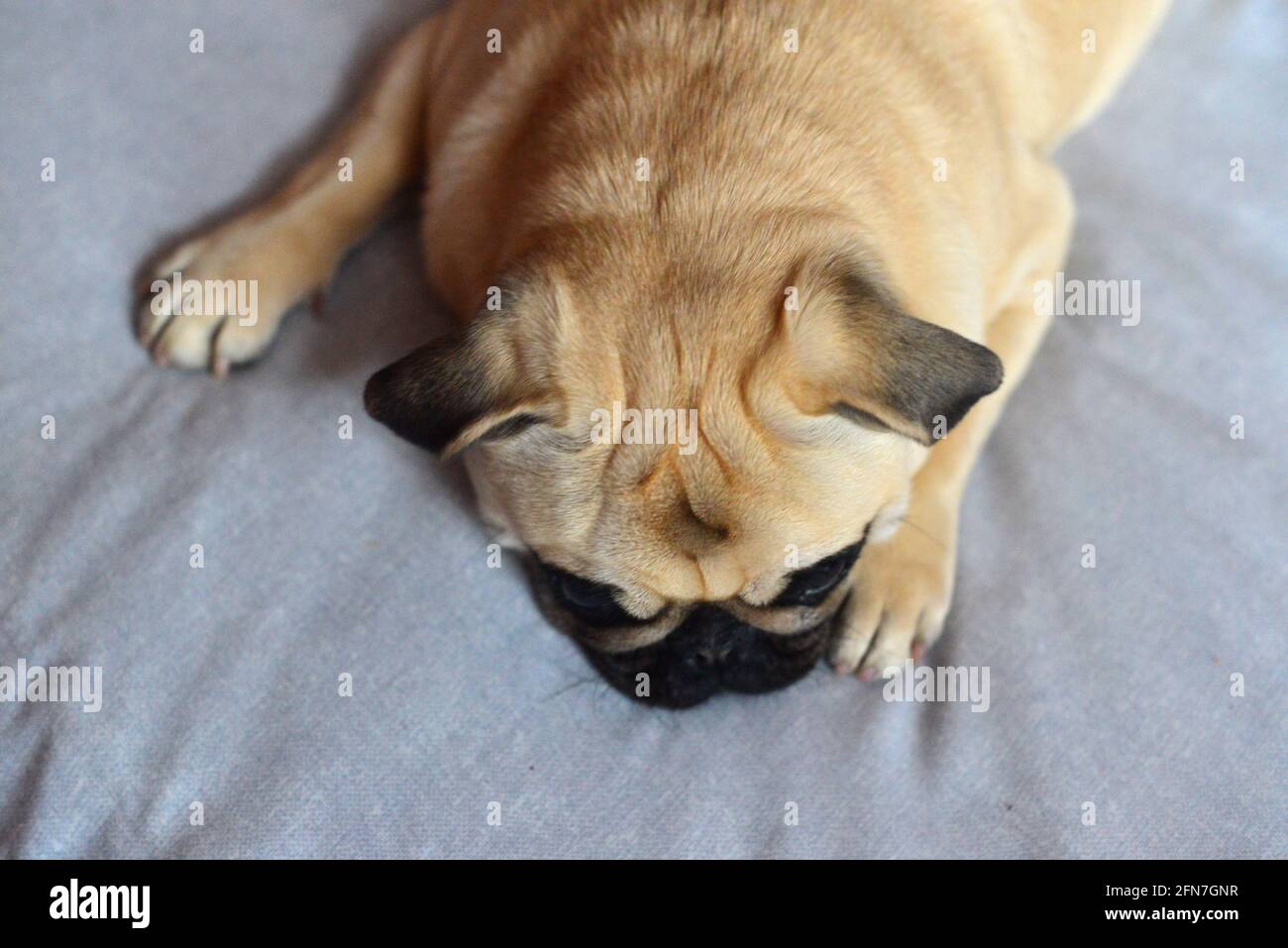 Sad dog mops lying on couch Stock Photo - Alamy