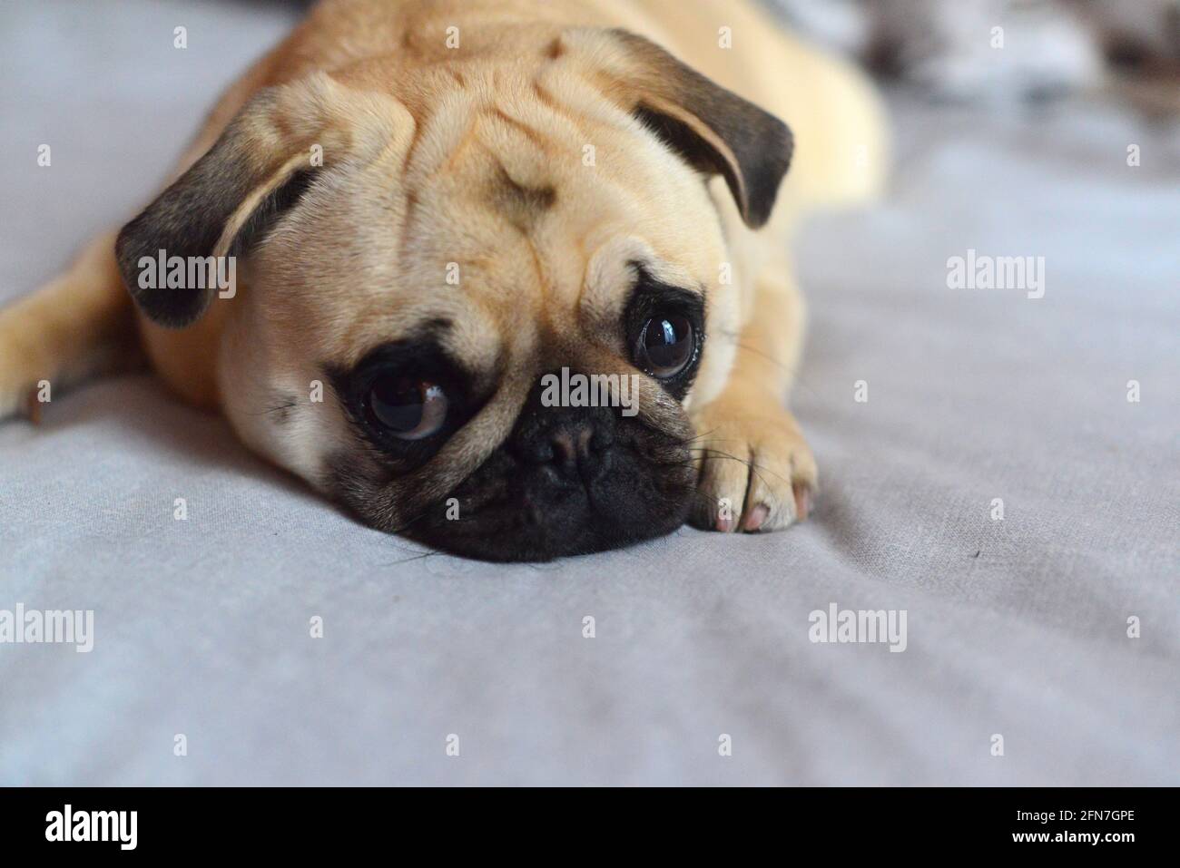 Sad dog mops lying on sofa Stock Photo - Alamy