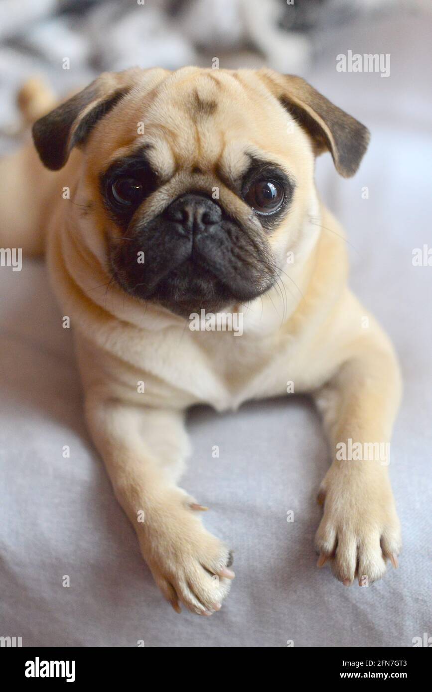 Portrait of mops dog on a white background Stock Photo - Alamy