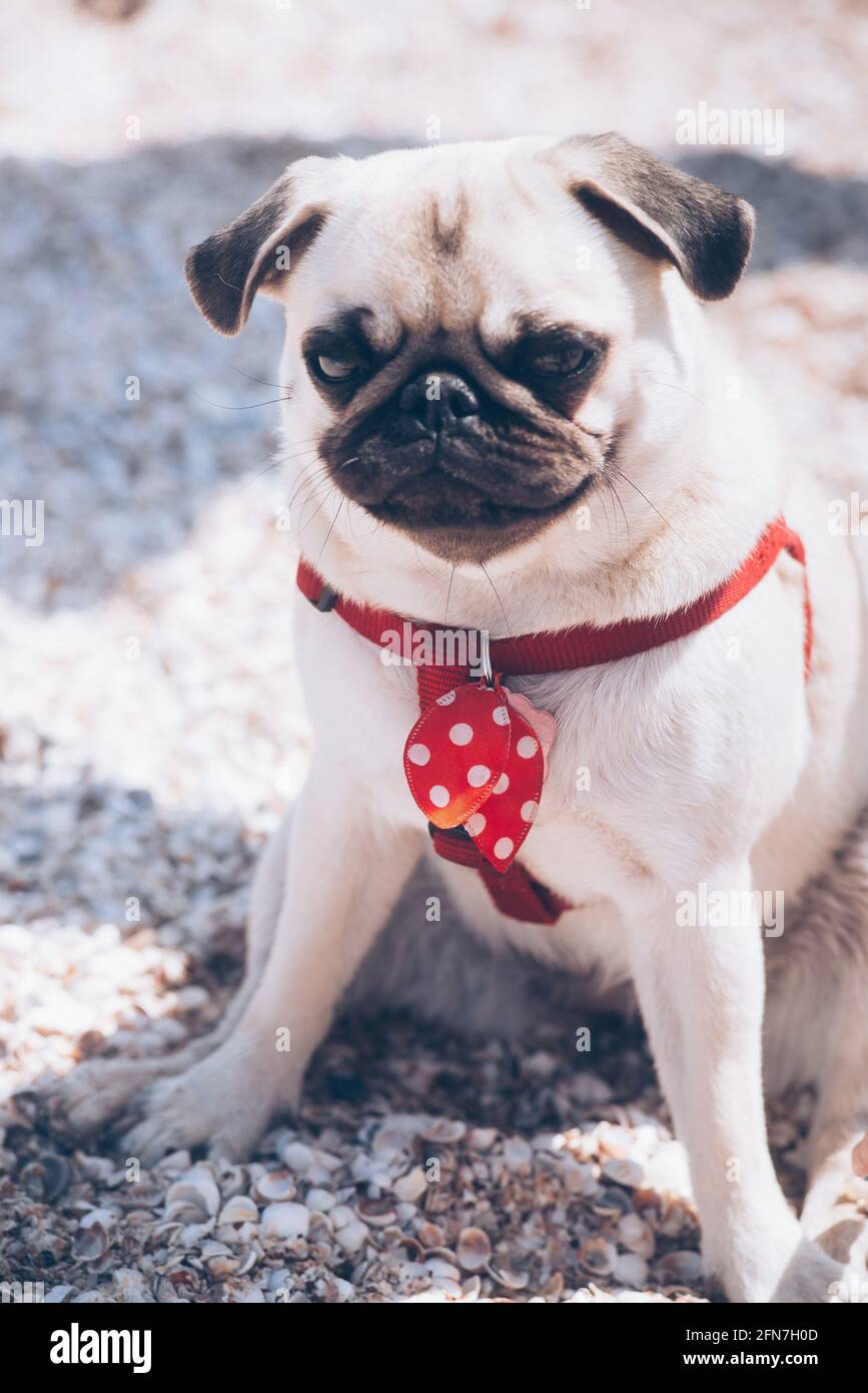 Portrait of a mops dog on the beach Stock Photo - Alamy