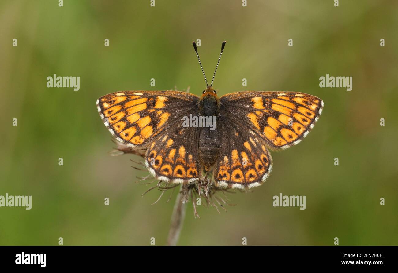 A rare Duke of Burgundy Butterfly, Hamearis lucina, perching on a plant ...