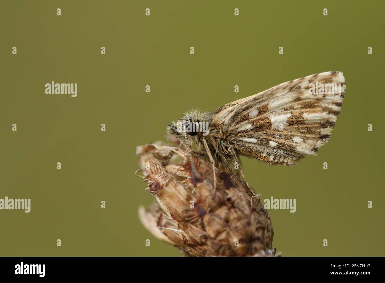 The side view of a rare Grizzled Skipper Butterfly, Pyrgus malvae ...