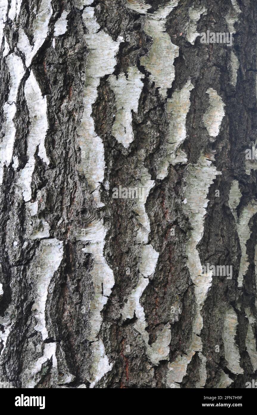 Mature silver birch betula pendula hi-res stock photography and images ...