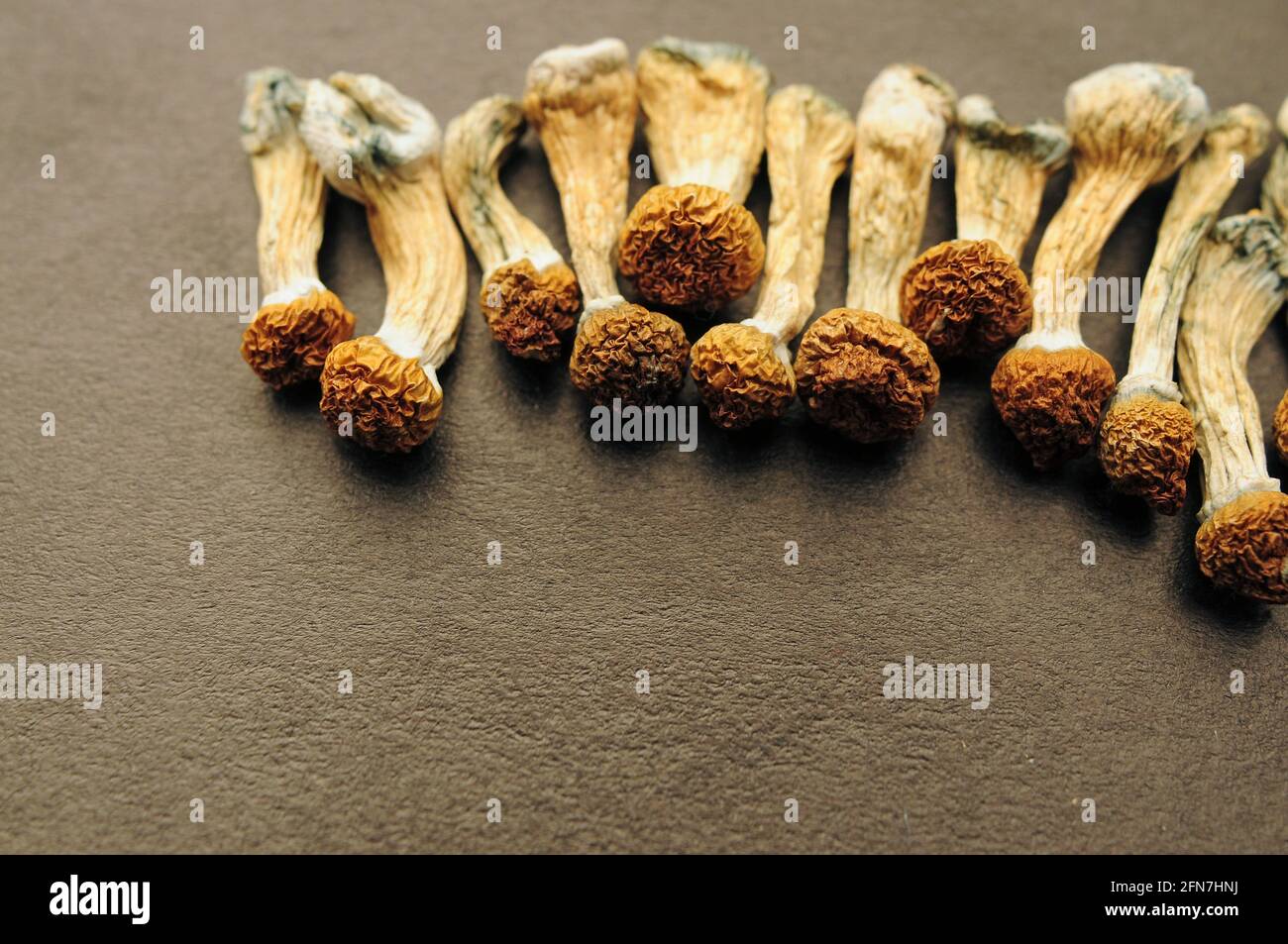 Dried Psilocybe Cubensis