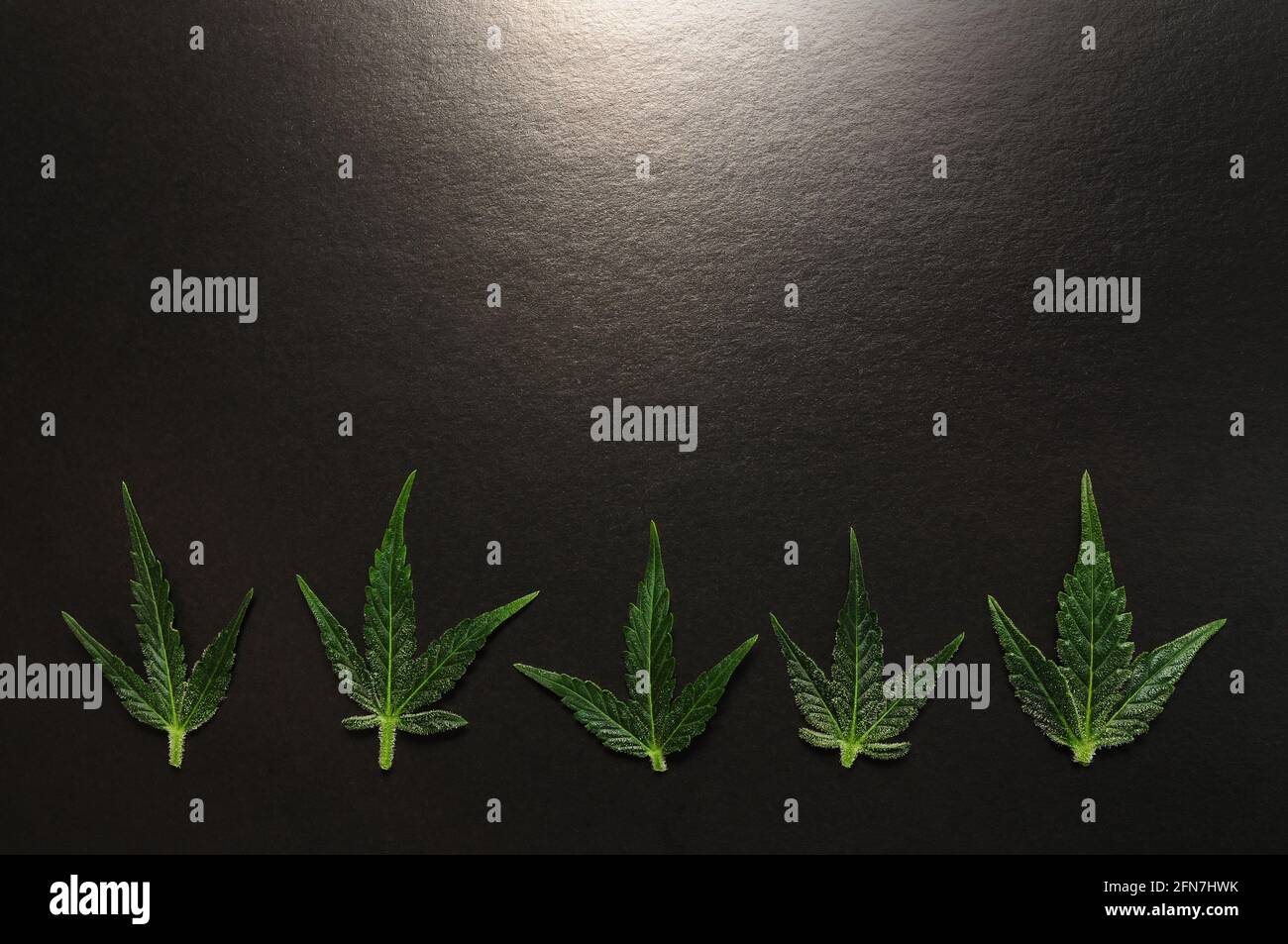 Cannabis leaves, marijuana plant isolated on black background. Herbal ...