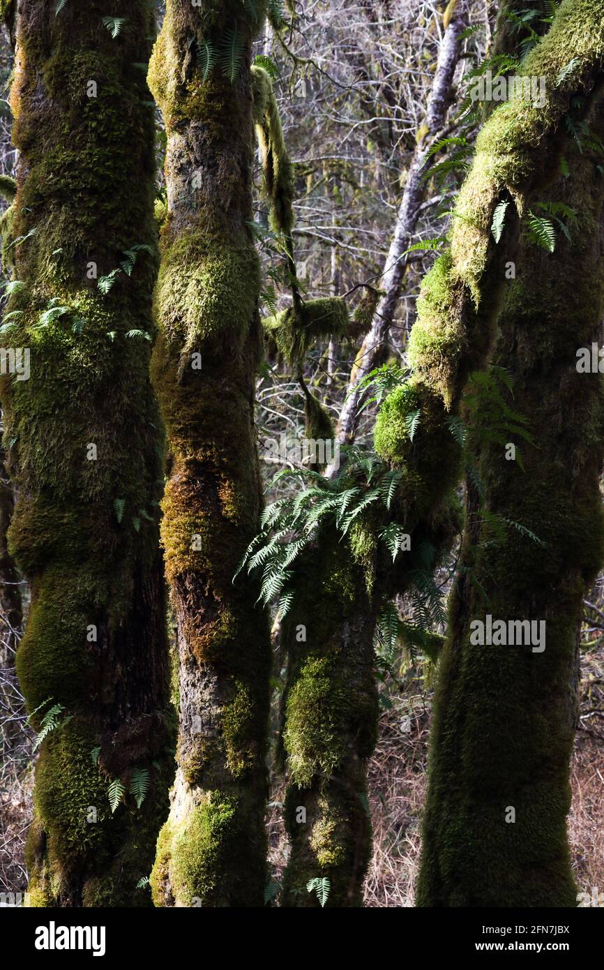 Pines and fern hi-res stock photography and images - Alamy