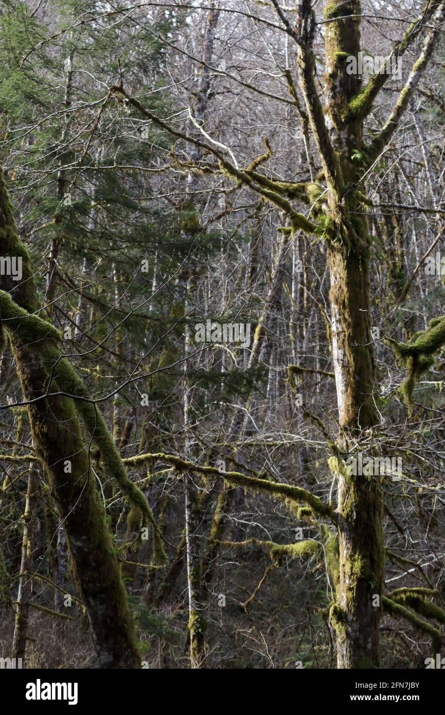 large moss covered tree in rain forest Stock Photo - Alamy