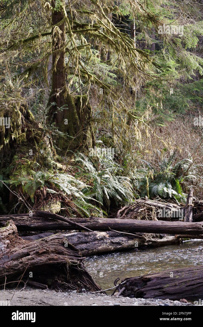 Fallen tree fern branches hi-res stock photography and images - Alamy