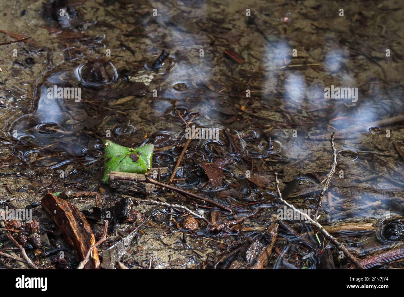 puddle of rain water reflecting the trees above Stock Photo - Alamy
