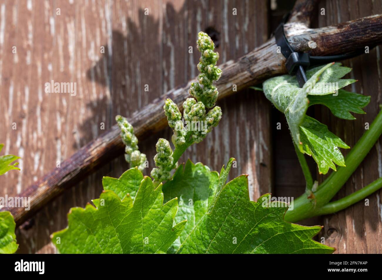 Grape flowers young fruit clusters hi-res stock photography and images ...