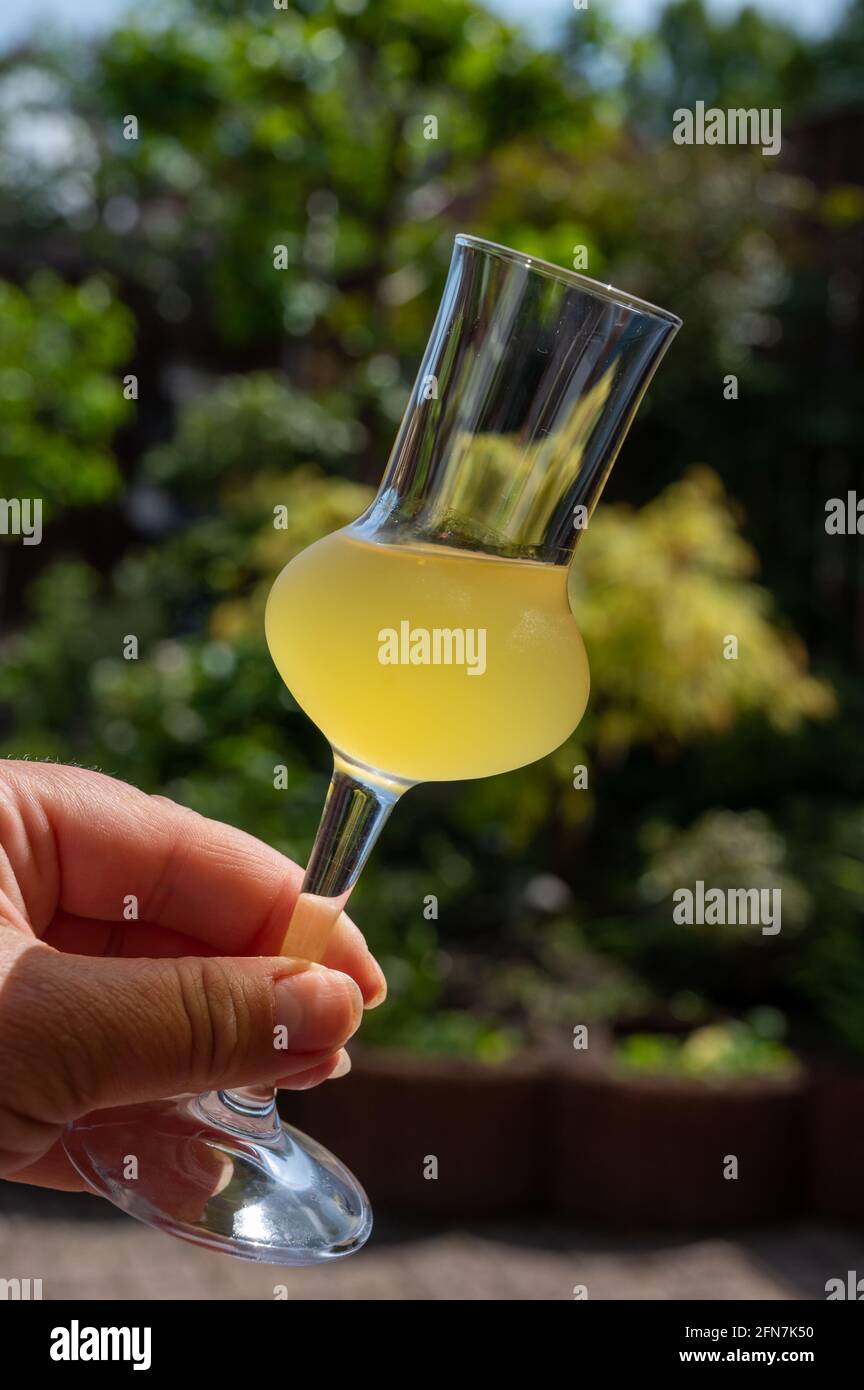 Drinking of cold sweet italian strong alcoholic liquor limoncello made ...