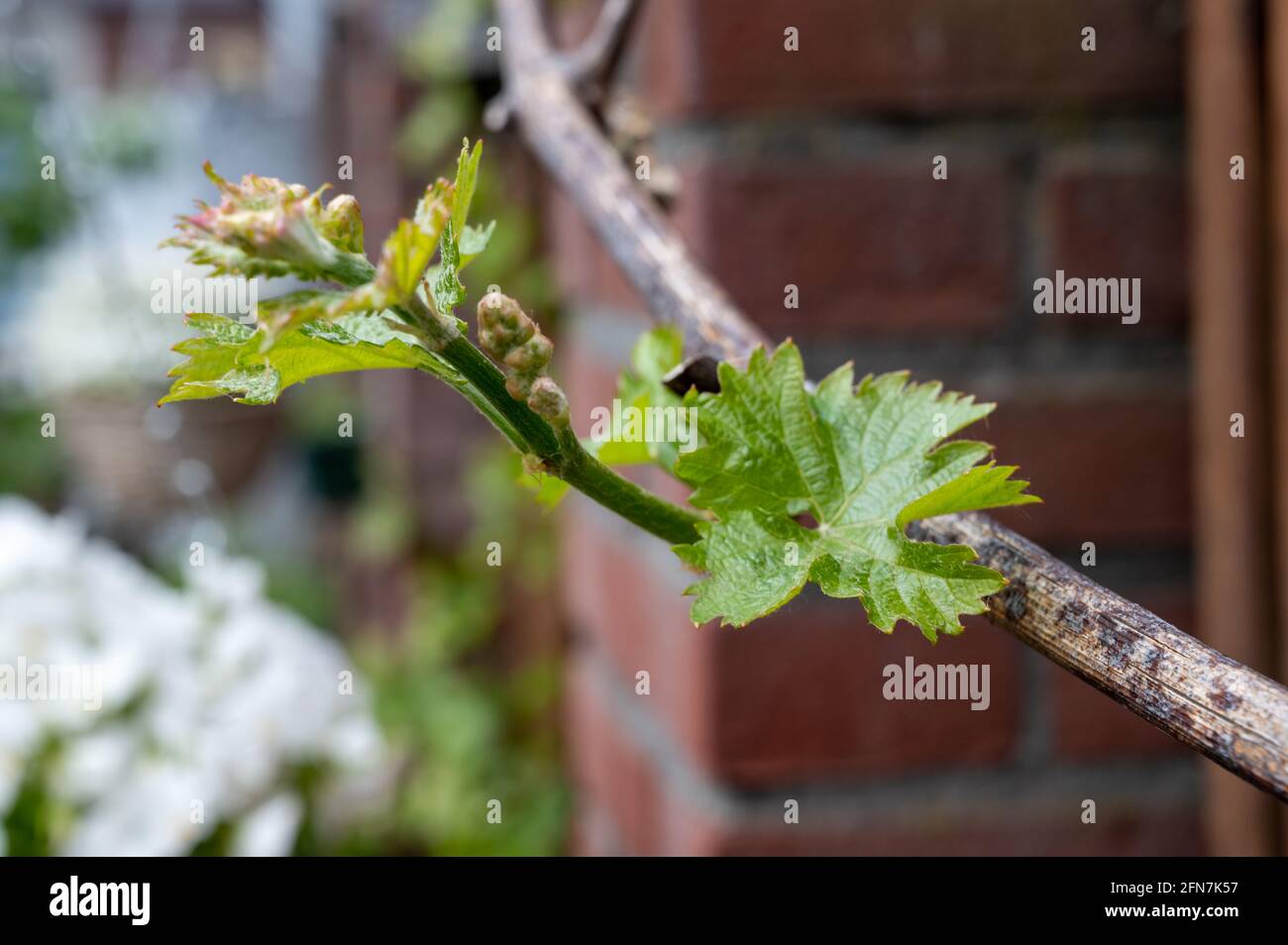 Spring blossom of flowers clusters of grape plant close up Stock Photo ...