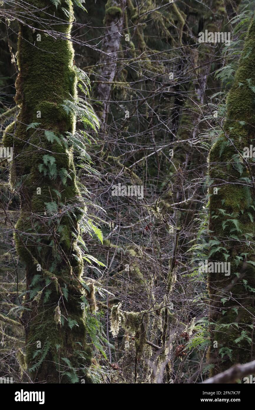 ferns and moss hanging off the trunk of a cedar tree in rain forest ...