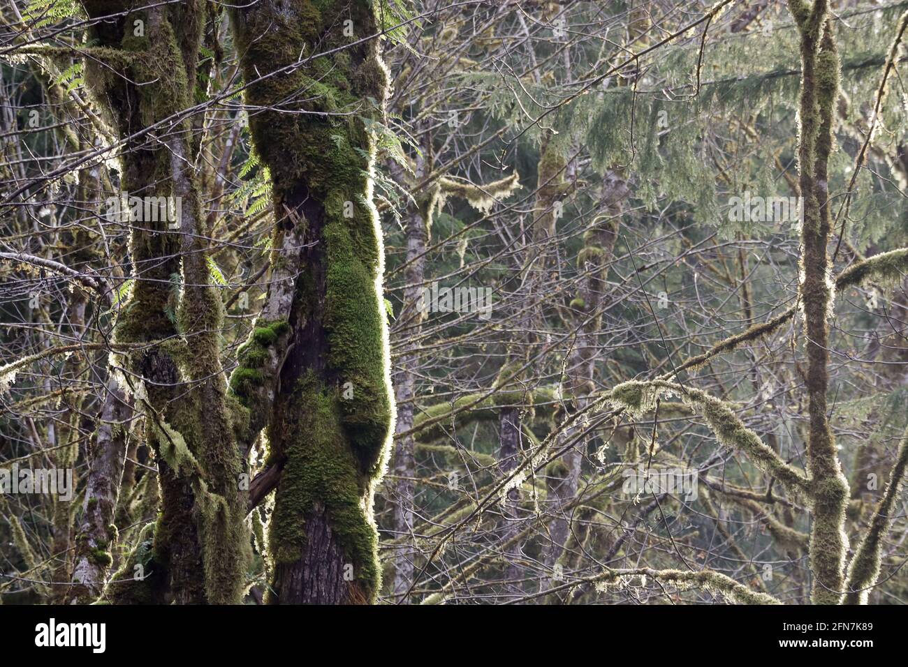 ferns and moss hanging off the trunk of a cedar tree Stock Photo - Alamy