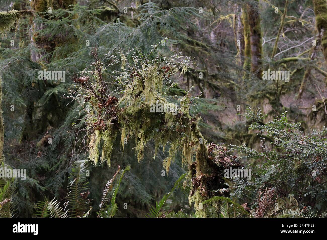 dead tree branch is alive with plants growing in sunny spot Stock Photo ...