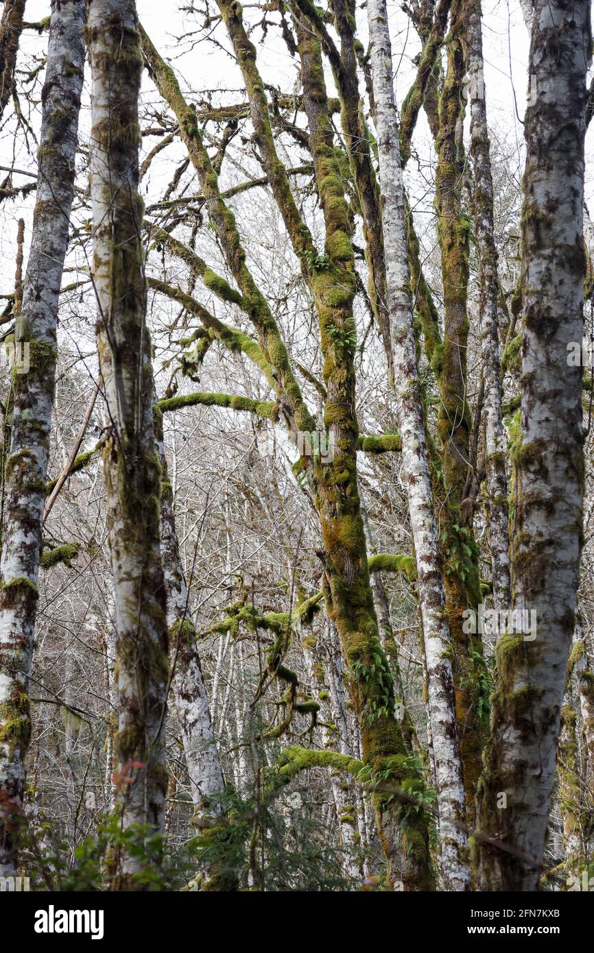 bright patches of green moss growing in early spring forest Stock Photo ...