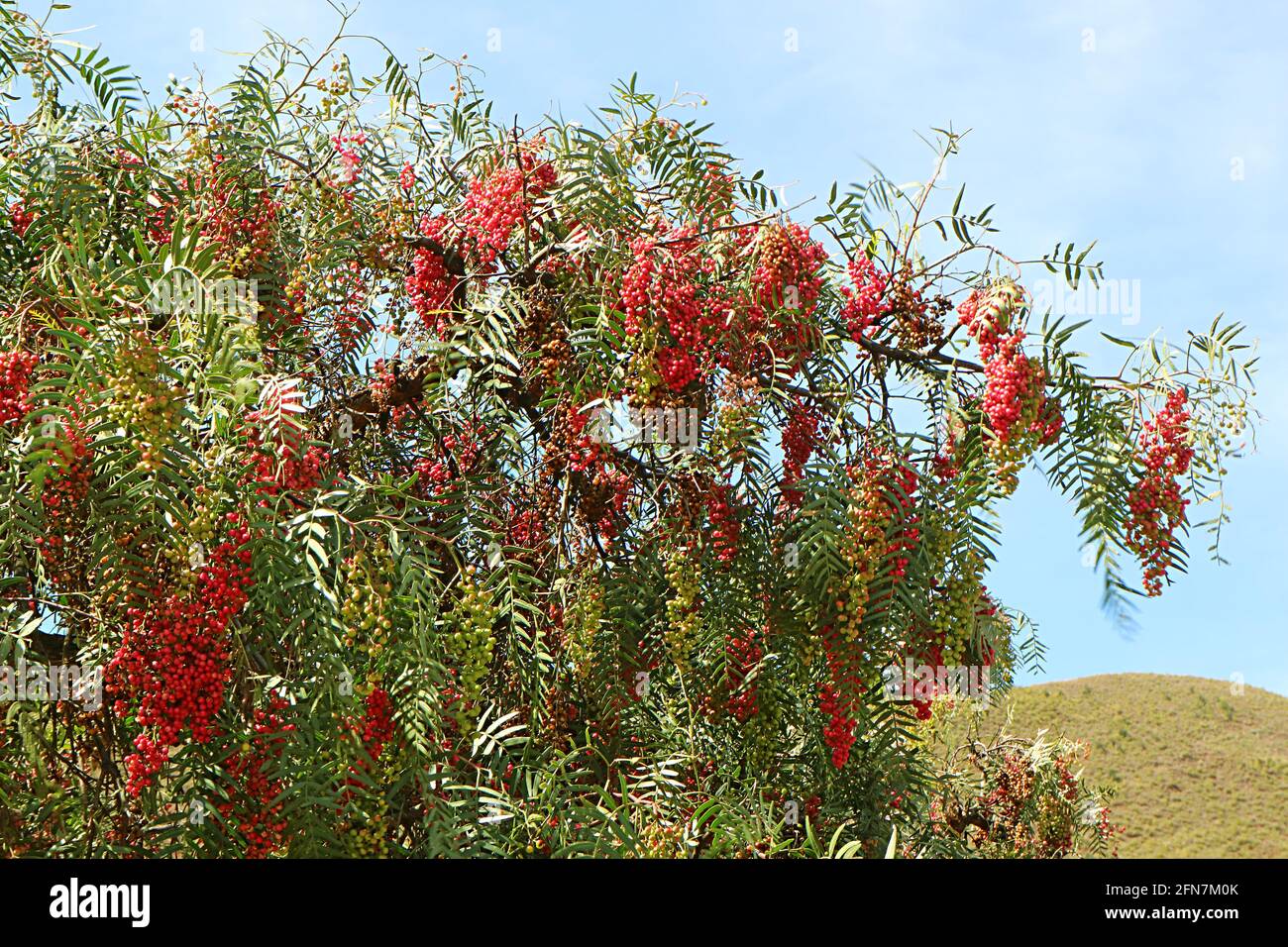 Schinus molle hi-res stock photography and images - Alamy