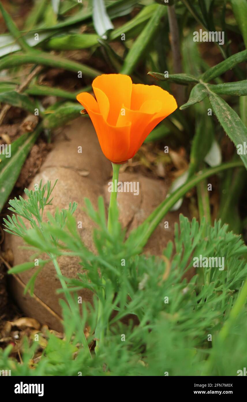 California poppy flower closeup hi-res stock photography and images - Alamy