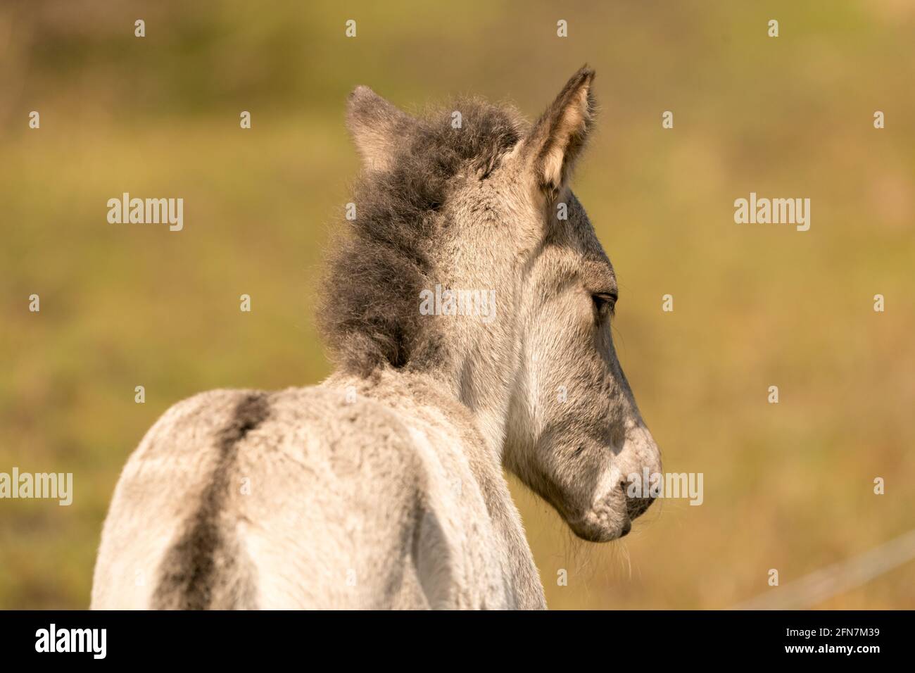 Head of a konik horse foal, seen from behind. The young animal in the ...