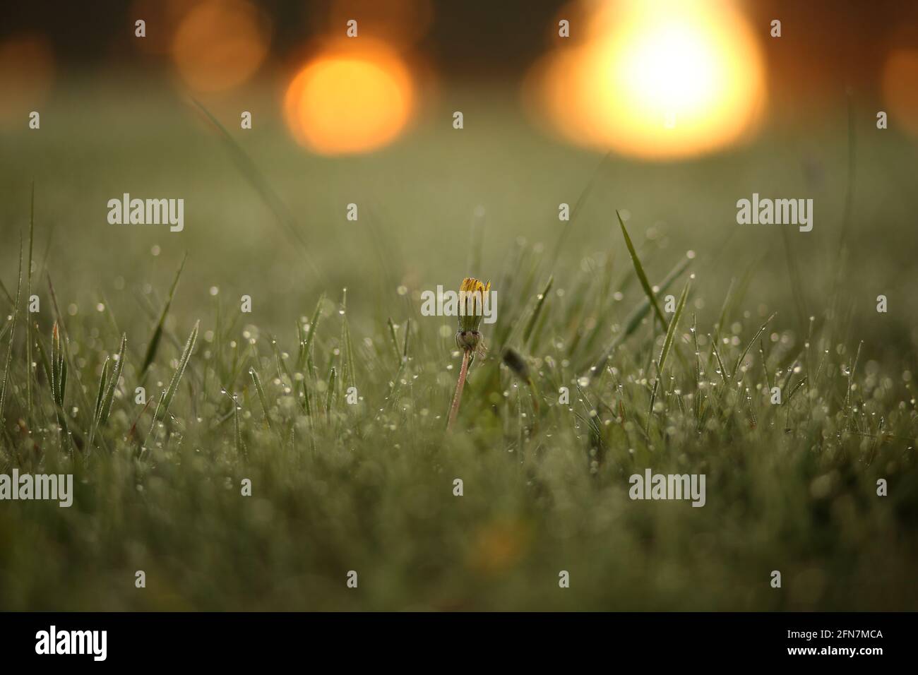 Tanne, Germany. 15th May, 2021. Dewdrops form on a meadow in the Upper ...