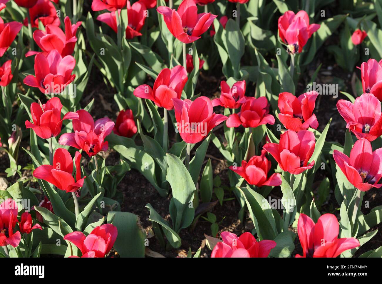 red tulip at spring on Earth Stock Photo - Alamy