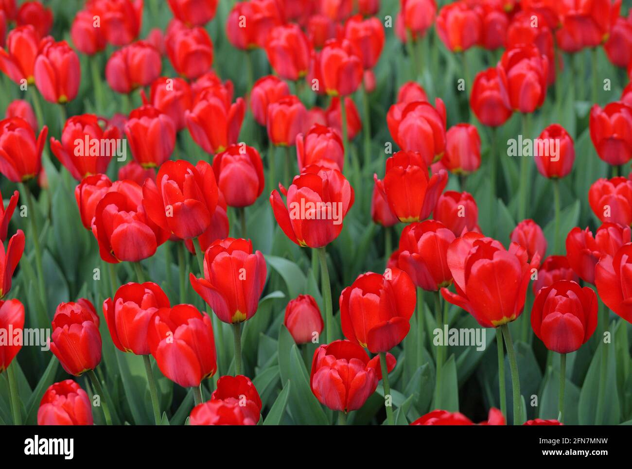 red tulip at spring on Earth Stock Photo - Alamy