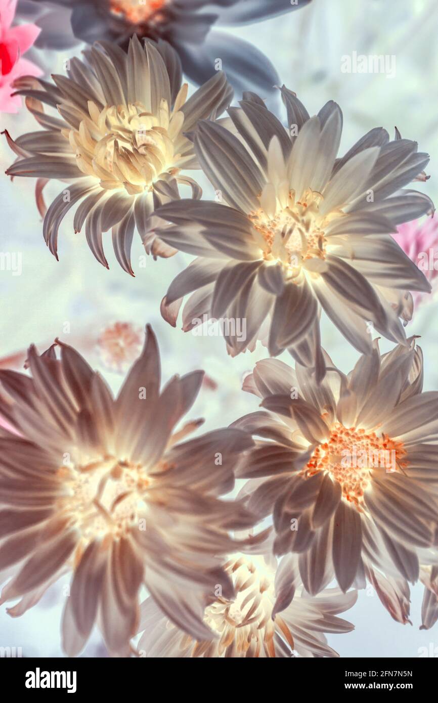 X Ray Flower High Resolution Stock Photography and Images - Alamy