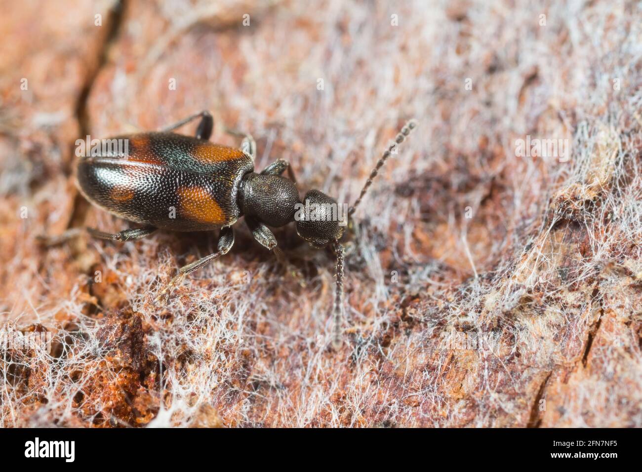 Antlike flower beetle (Anthicus antherinus Stock Photo - Alamy