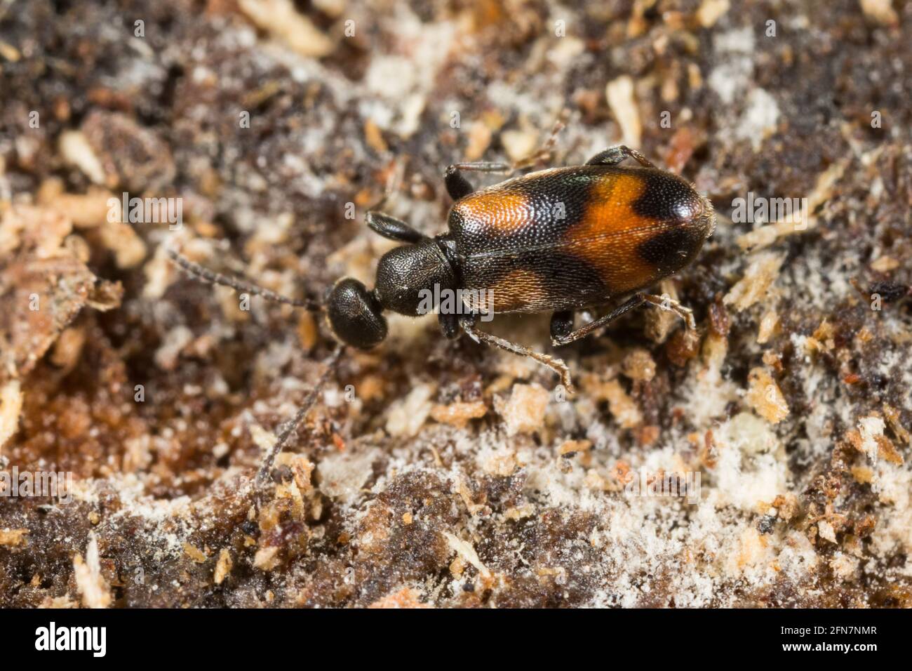 Antlike flower beetle (Anthicus antherinus Stock Photo - Alamy