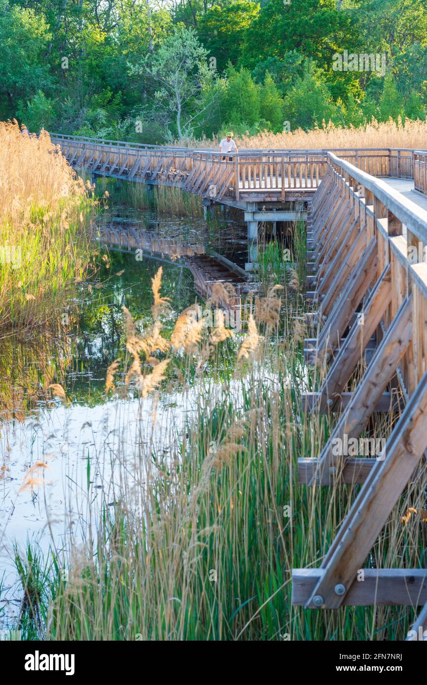 Wien, Vienna: footbridge Josefsteg in floodplain Lobau, part of ...
