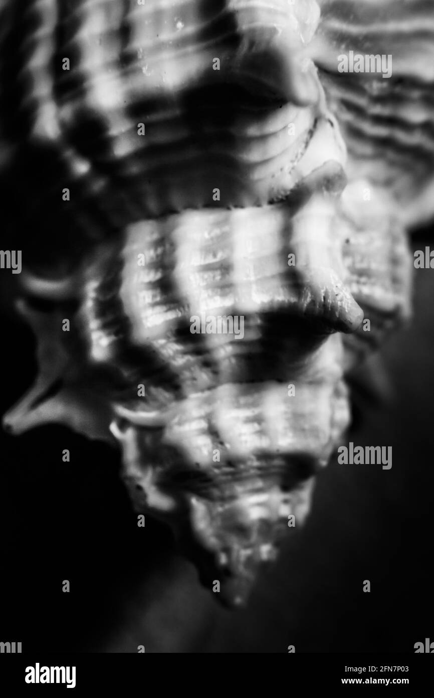 Black And White Sea Shells High Resolution Stock Photography and Images ...