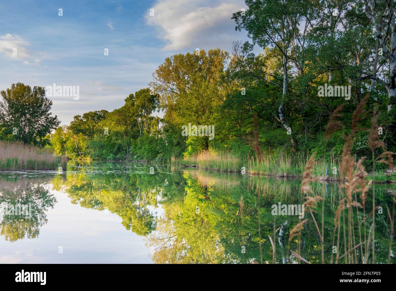 Wien, Vienna: oxbow lake Mühlwasser in floodplain Lobau, part of ...