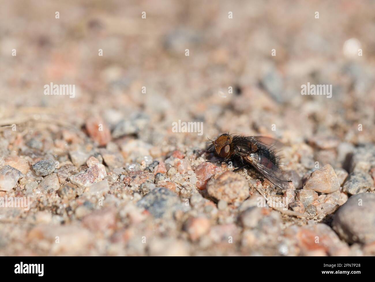 Parasite fly (Gonia sp Stock Photo - Alamy